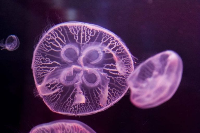 Wildlife And Animals Along The Three Gorges & Yangtze River